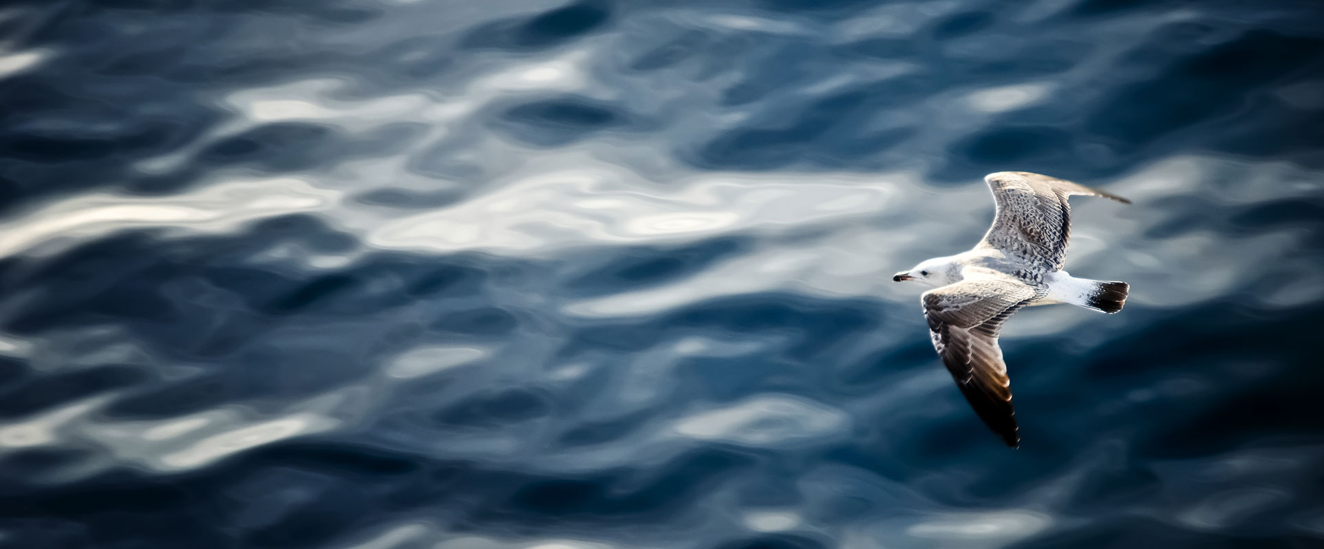 Birdlife Malta - Malta National Aquarium